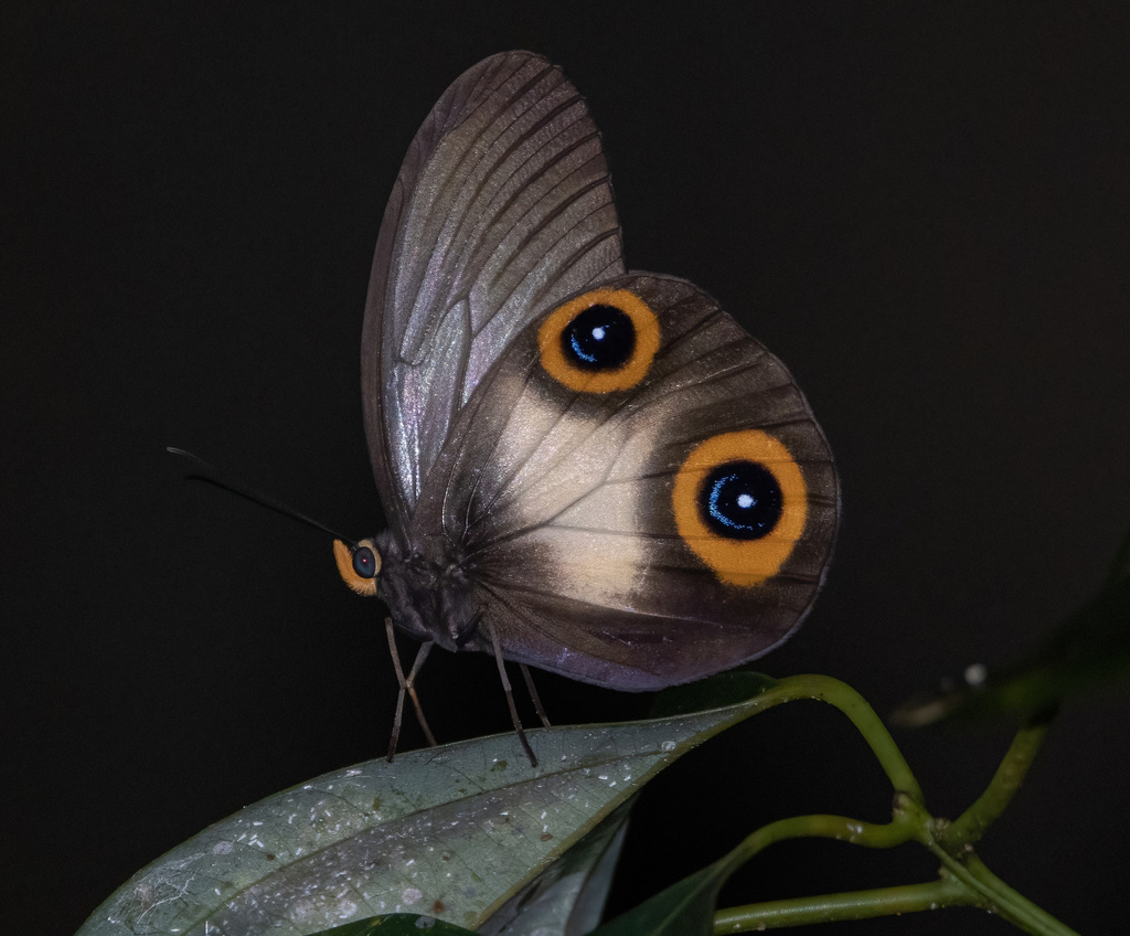 Taenaris macrops from Central Halmahera Regency, North Maluku ...