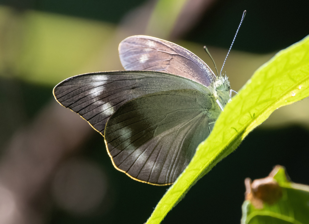 Appias placidia from Central Halmahera Regency, North Maluku, Indonesia ...