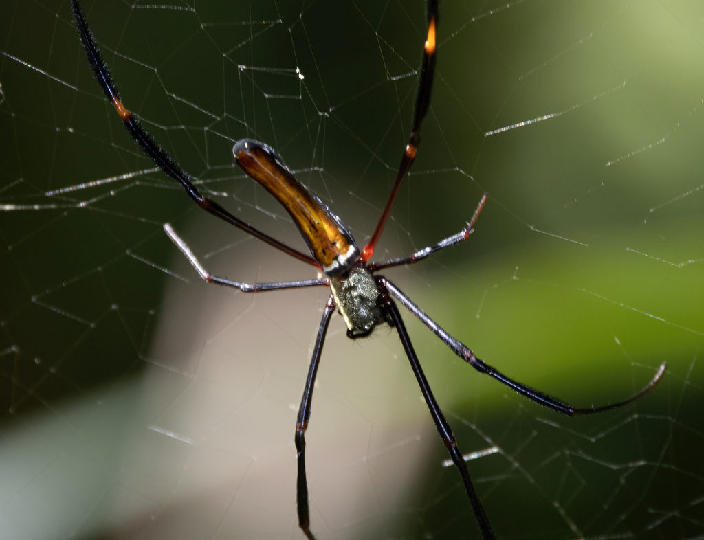 Giant Golden Orbweaver from Central Halmahera Regency, North Maluku ...