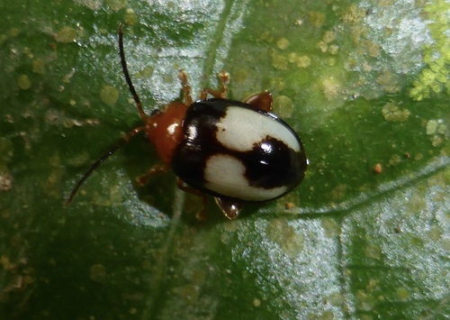 Hemipyxis lusca · iNaturalist