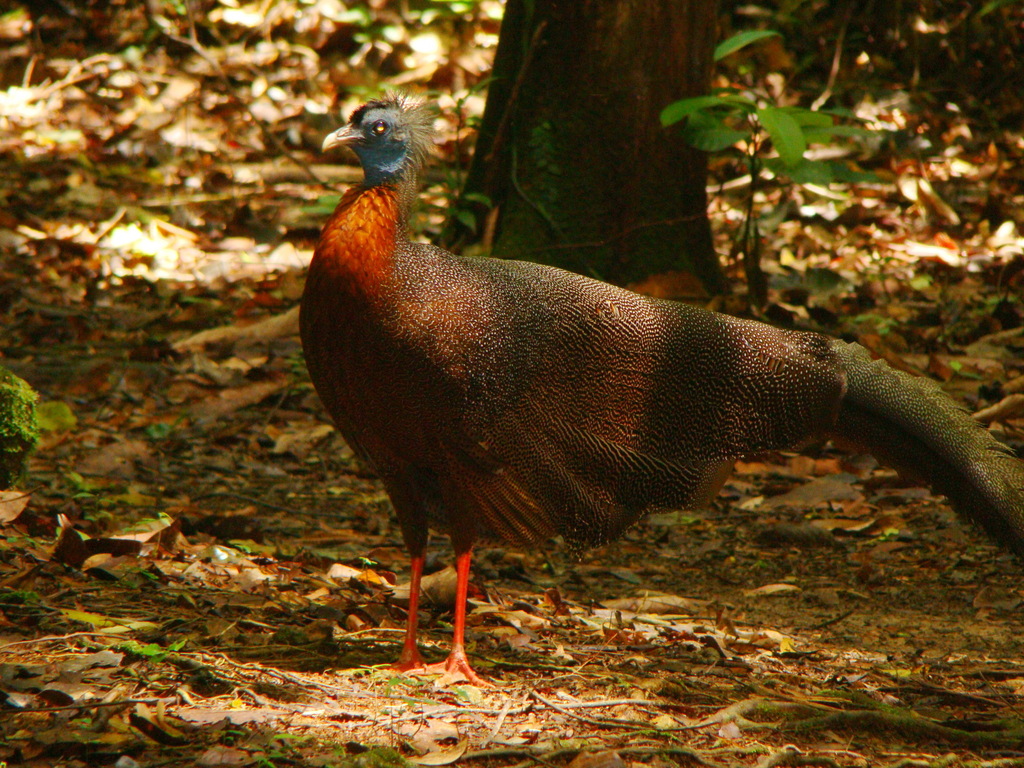 Great Argus in June 2010 by sergey_stefanov · iNaturalist