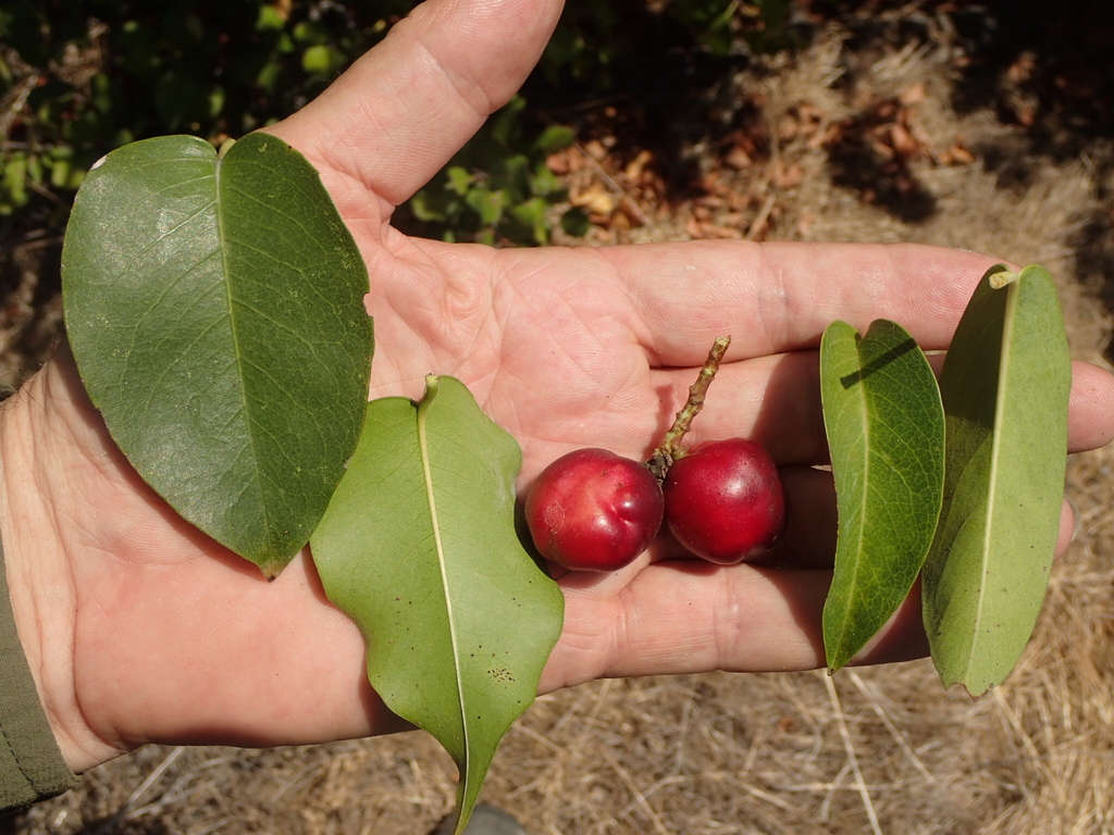 Catalina Cherry from San Clemente State Beach, Orange, California ...