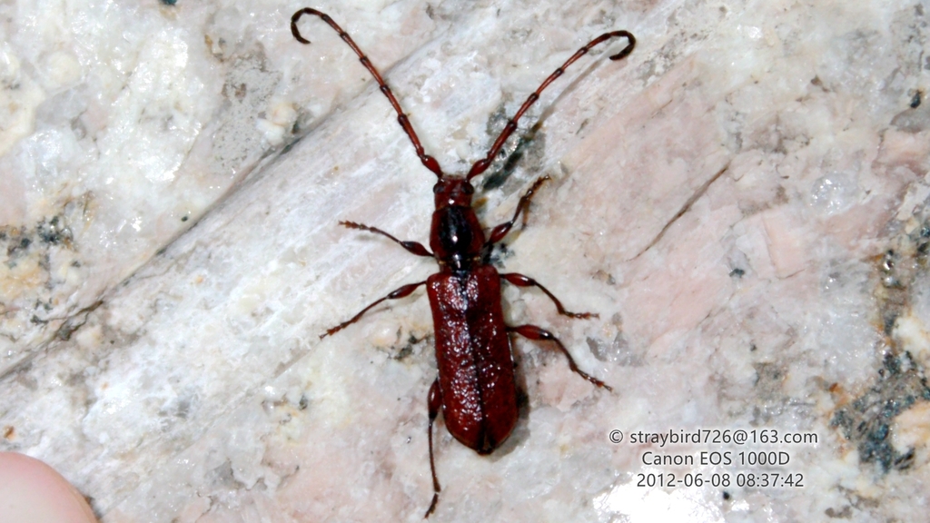 Ropalopus from 中国北京市门头沟区 on June 8, 2012 at 08:37 AM by Nan Yang ...