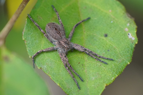 Thanatus nipponicus · iNaturalist