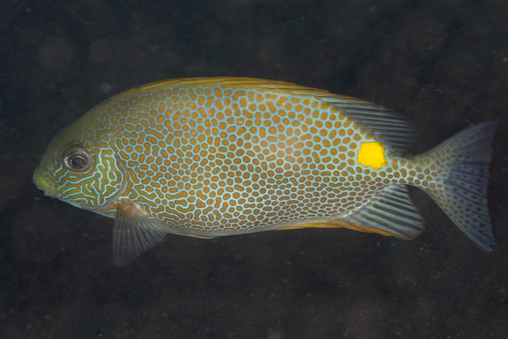 Golden Rabbitfish (Siganus guttatus) - Marine Life Identification