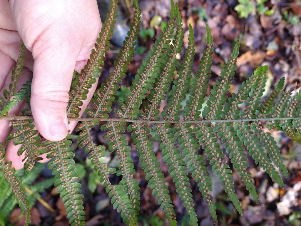 male fern from Ленинградская обл., Россия, 188550 on October 19, 2022 ...