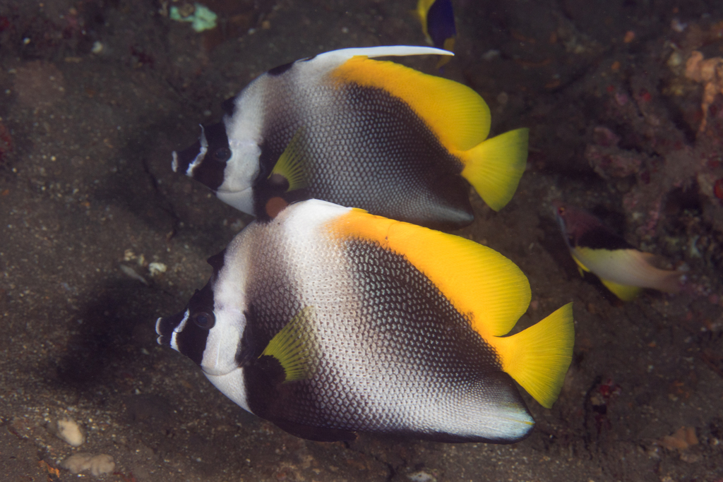 Singular Bannerfish (Fishes of the Suva Fiji Fish Patch) · iNaturalist