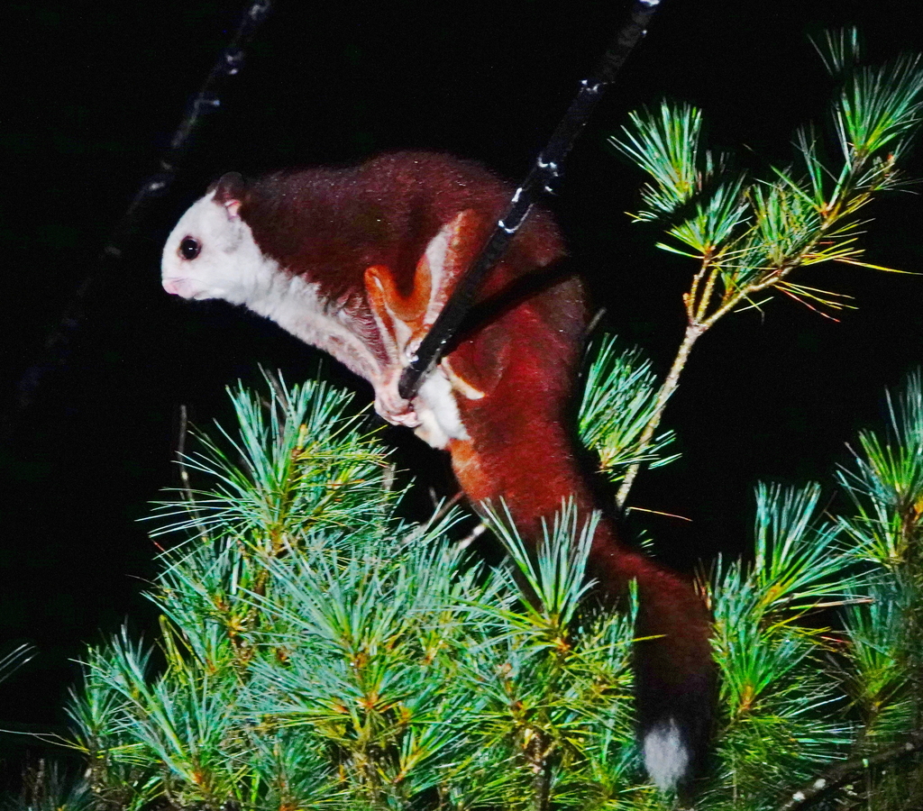 Taiwan Red-and-white Giant Flying Squirrel (Petaurista lena) - Know ...