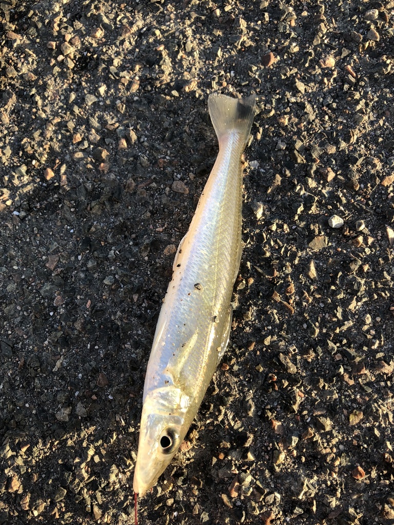 Northern Whiting from Fifth Ave, South Townsville, QLD, AU on October ...