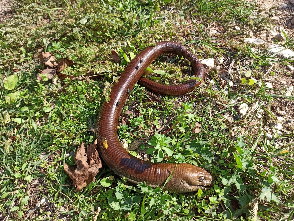 European Glass Lizard in October 2022 by roman_romanov · iNaturalist