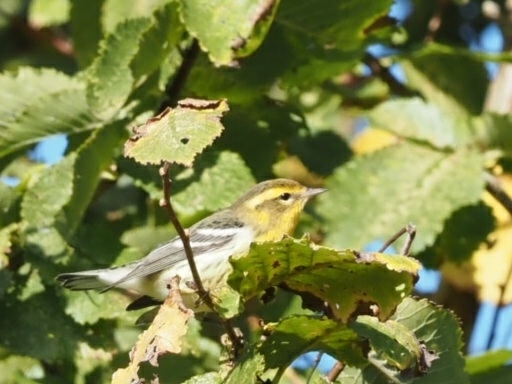 Blackburnian Warbler from Bryher, Isles of Scilly TR23 0PR, UK on ...