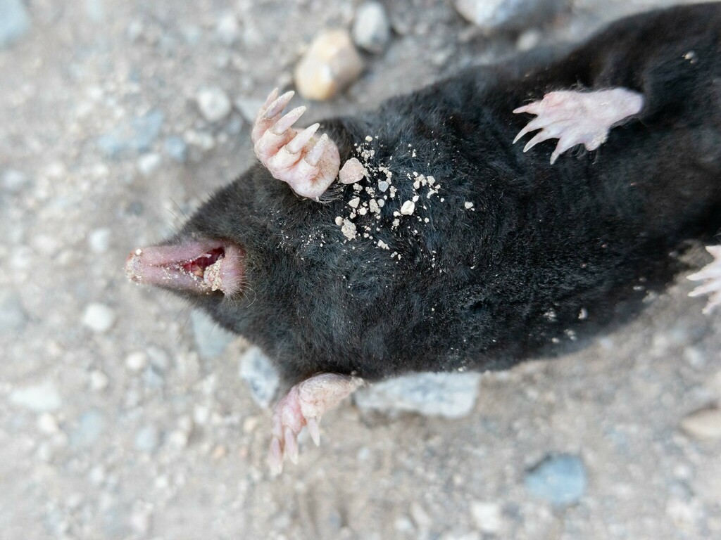 Iberian mole from Frandovínez, Burgos, España on October 15, 2022 at 08 ...