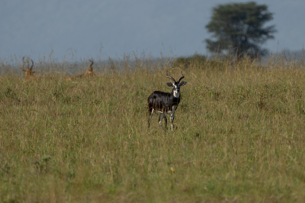 White-eared Kob from Distrikt Kaabong, Uganda on October 01, 2022 at 08 ...