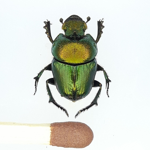 Phalops pauliani · iNaturalist