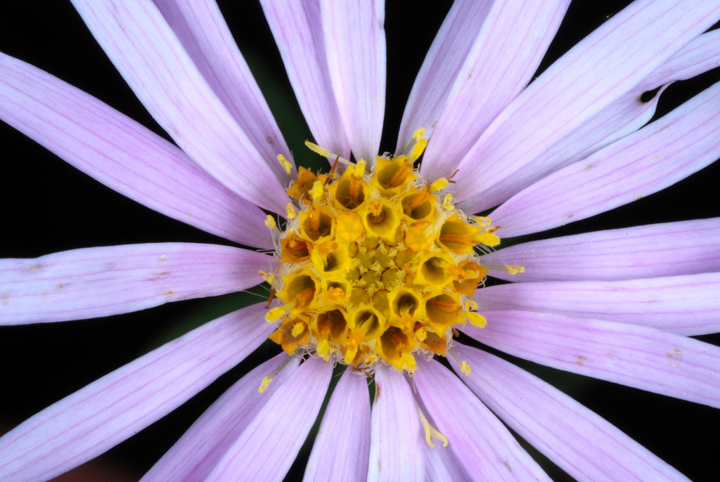 bog aster (Oclemena nemoralis) - Botanical Realm