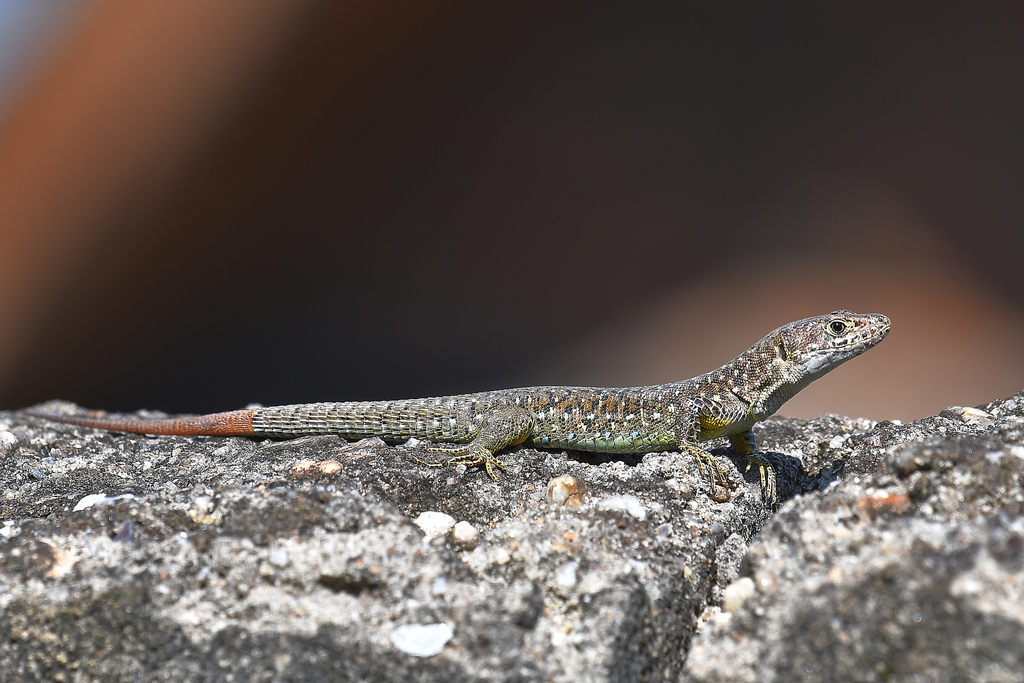 Jackson's Forest Lizard from Rwanda on October 13, 2022 at 08:39 AM by ...