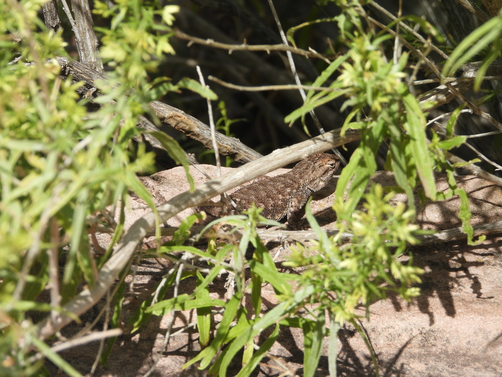 Spiny Lizards from Washington County, UT, USA on September 14, 2022 at ...