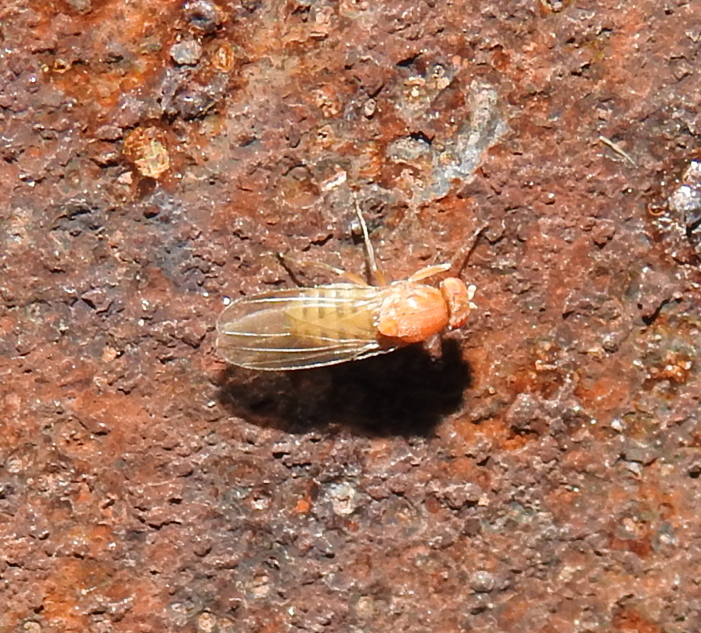 Small Fruit Flies from Заповедный, Курская обл., Россия, 305528 on ...