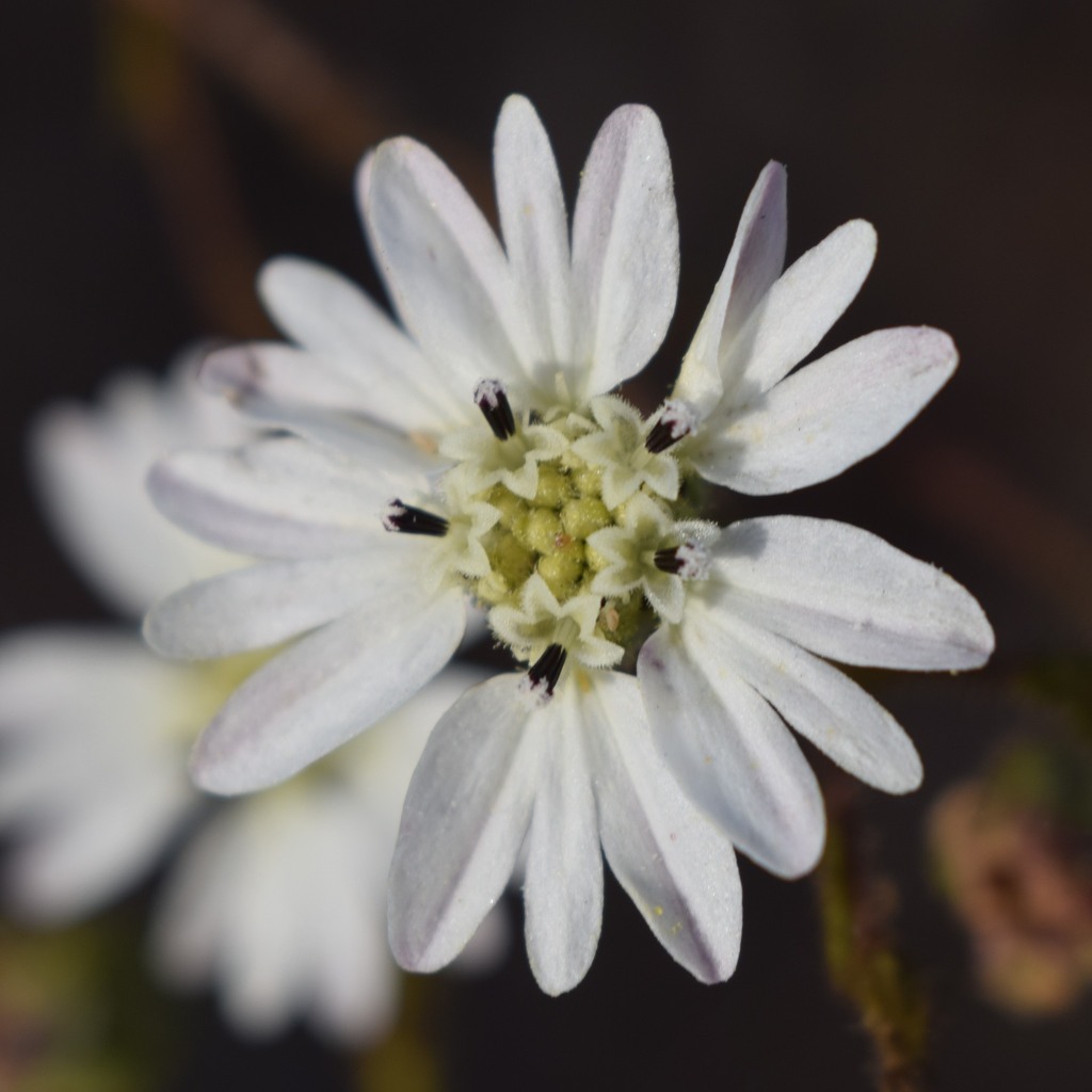 Hayfield Tarweed from Ed R. Levin County Park, CA, USA on October 18 ...