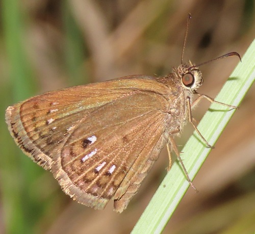 Panca moseri · iNaturalist United Kingdom