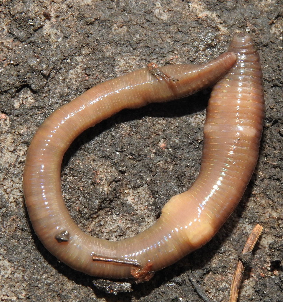Common Earthworm from Заповедный, Курская обл., Россия, 305528 on ...