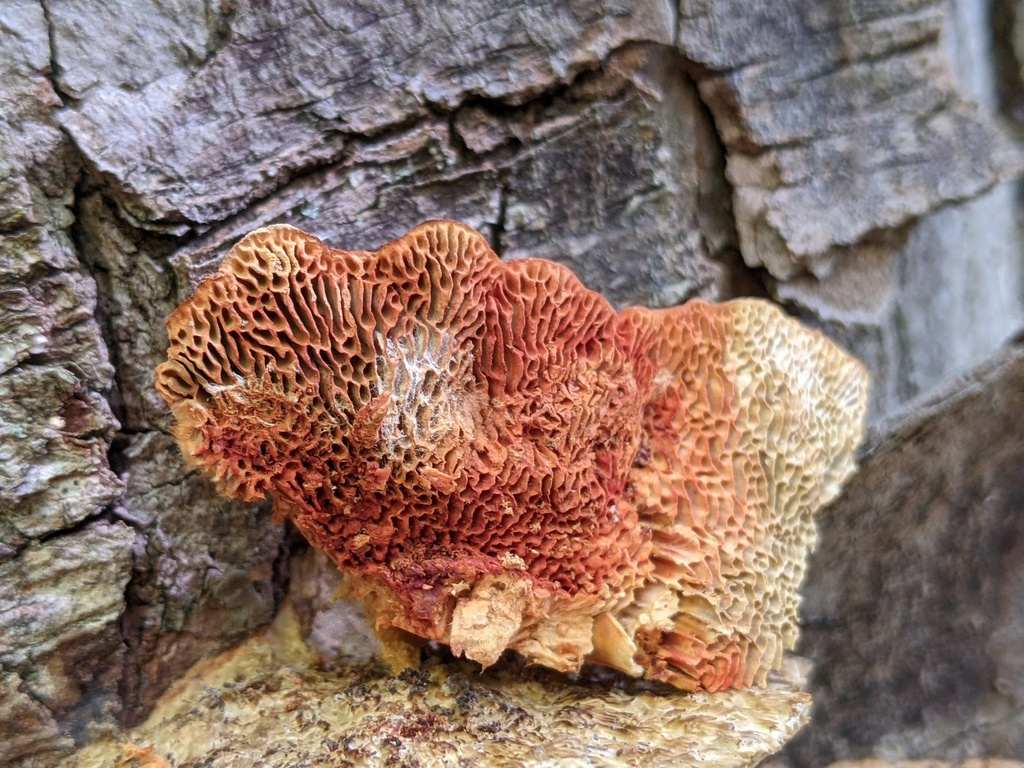 orange polypore mould from Bloomer Park on October 9, 2022 at 12:28 PM ...