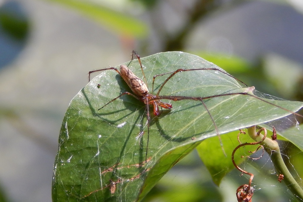 Elongate Stilt Spider from Sussex County, DE, USA on August 26, 2018 at ...