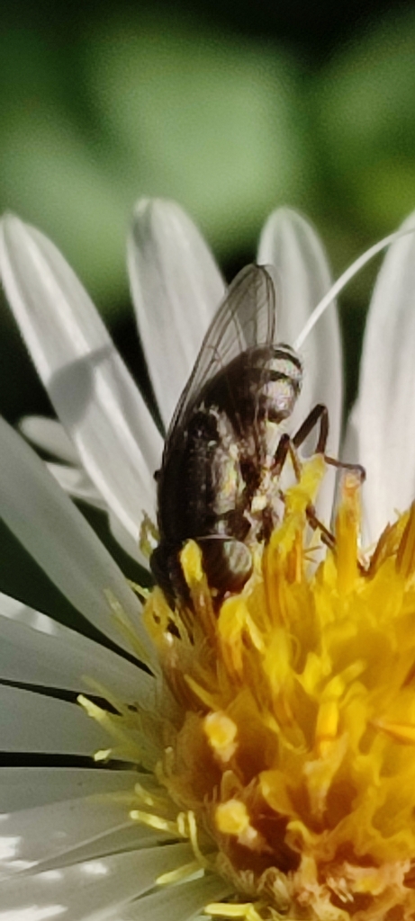 Locust Blowfly from 1303 Zona B-5, Sofia, Bulgaria on October 19, 2022 ...