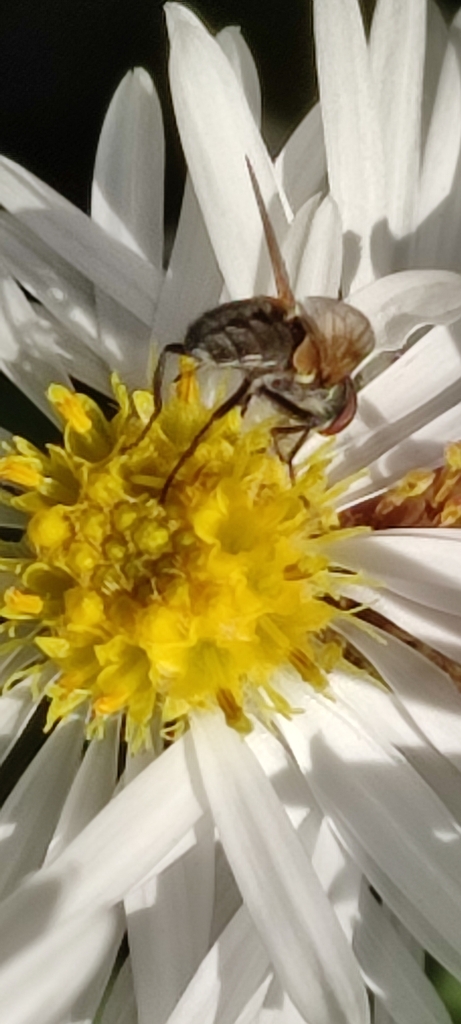 Elomya lateralis from 1303 Zona B-5, Sofia, Bulgaria on October 19 ...