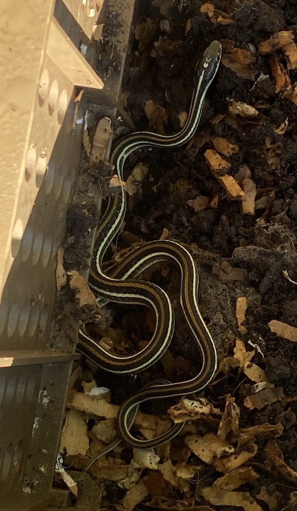Orange-striped Ribbonsnake in October 2022 by jahunt · iNaturalist