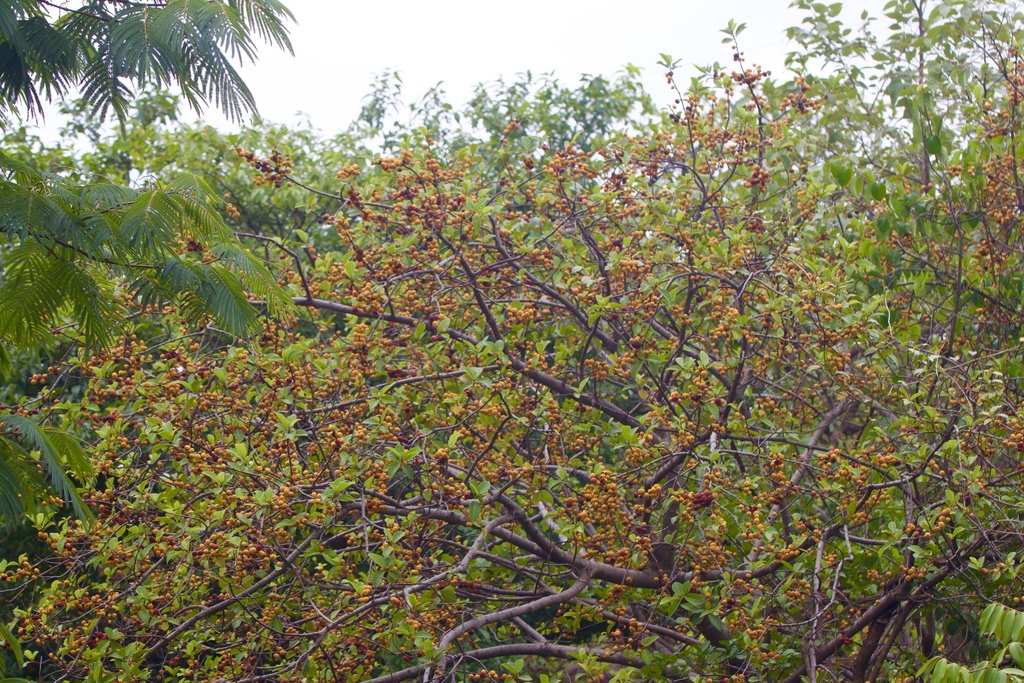 sandpaper tree from Kurvande on June 14, 2021 at 10:45 AM by Satish ...