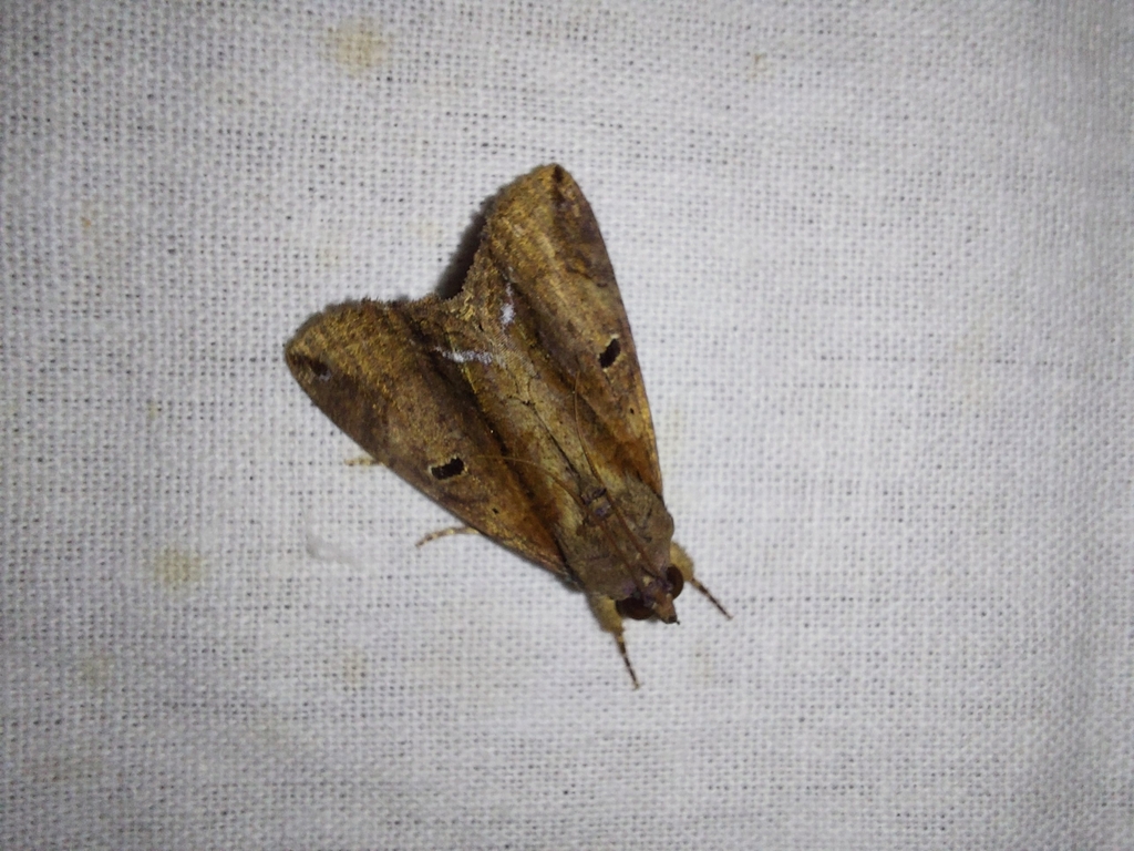 Ercheia cyllaria from Mashachapada, Mira Road, Mira Bhayandar ...