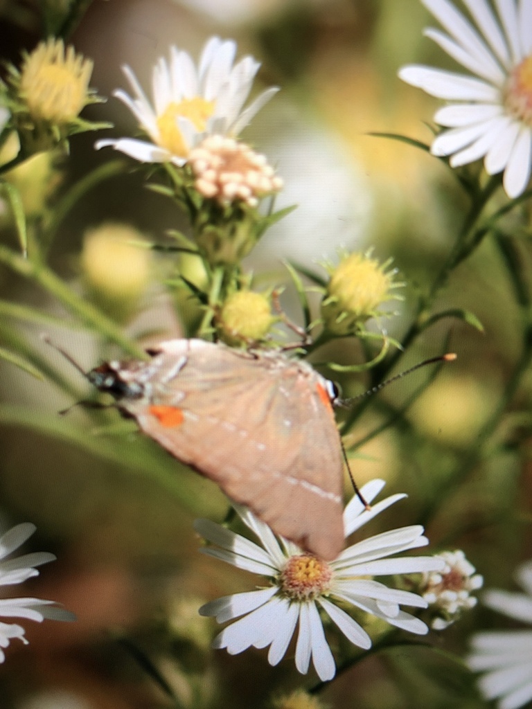 White M Hairstreak from Debbie Dr, Saint Peters, MO, US on October 19 ...