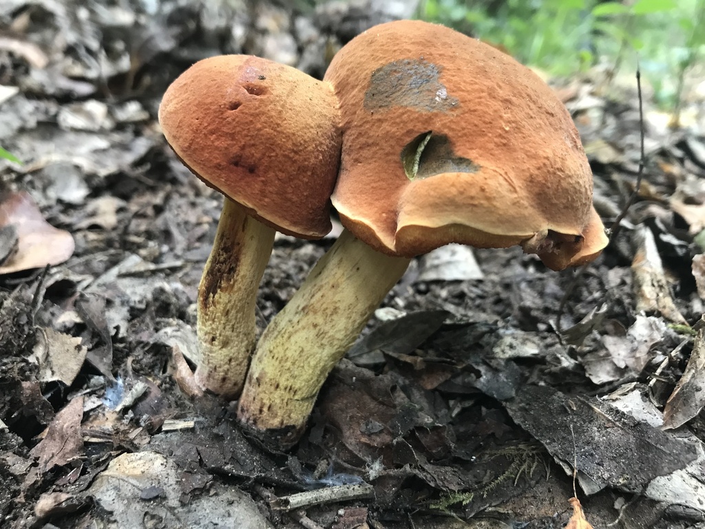 Deceiving Bolete from Sicó/Alvaiazere, Pedreira, Centro, PT on October ...