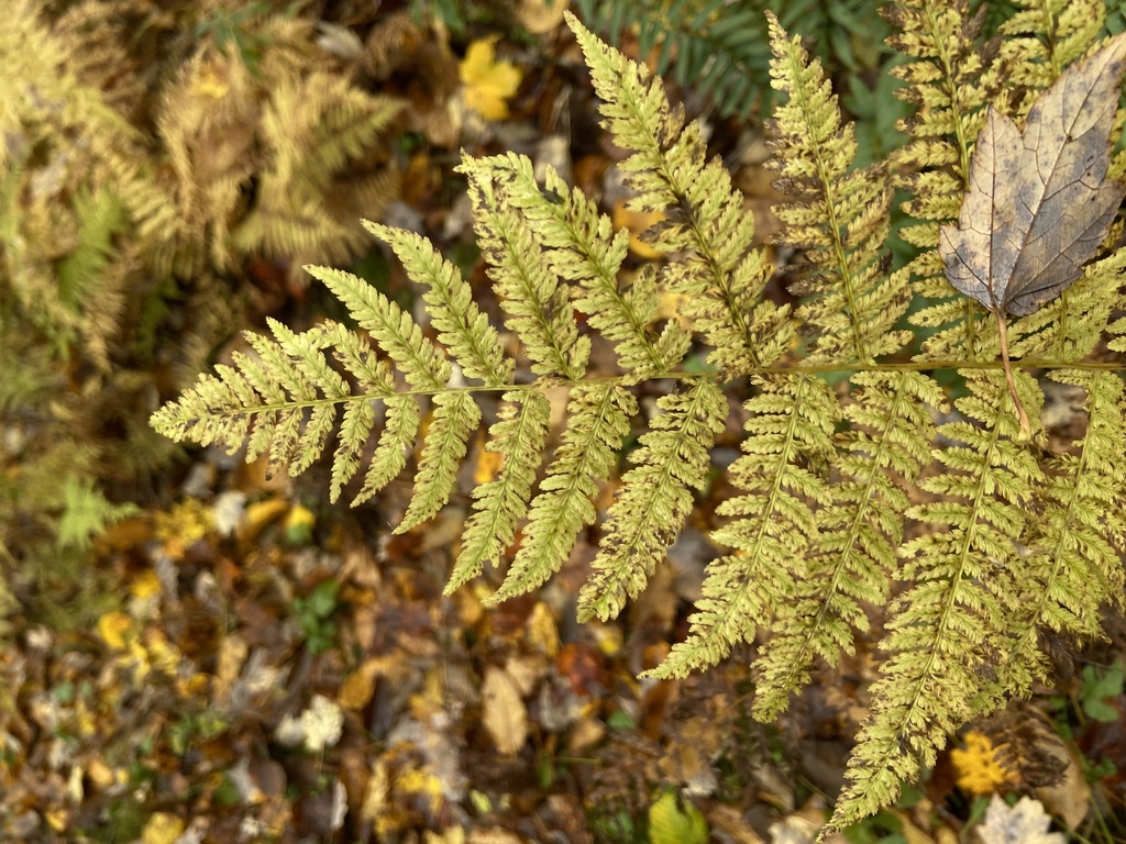 lady ferns from Harris Hollow Rd, Gerry, NY, US on October 14, 2022 at ...