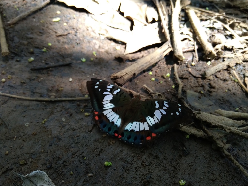 Green Baron from Mount Penanggungan, Area Hutan, Hutan, Trawas ...