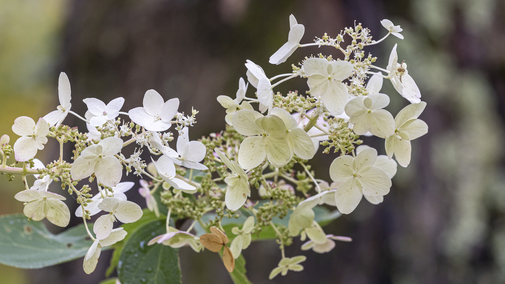 Panicle Hydrangea from Rockland County, NY, USA on October 14, 2022 at ...