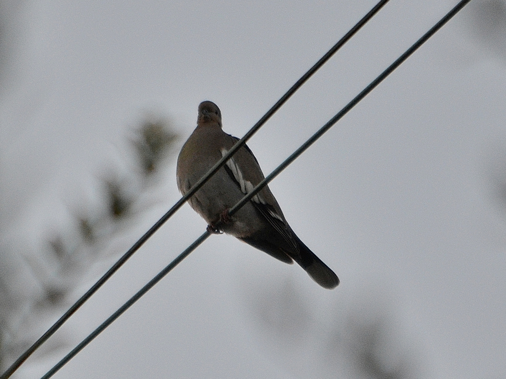 White-winged Dove from Dauphin Island, AL, USA on October 15, 2022 at ...