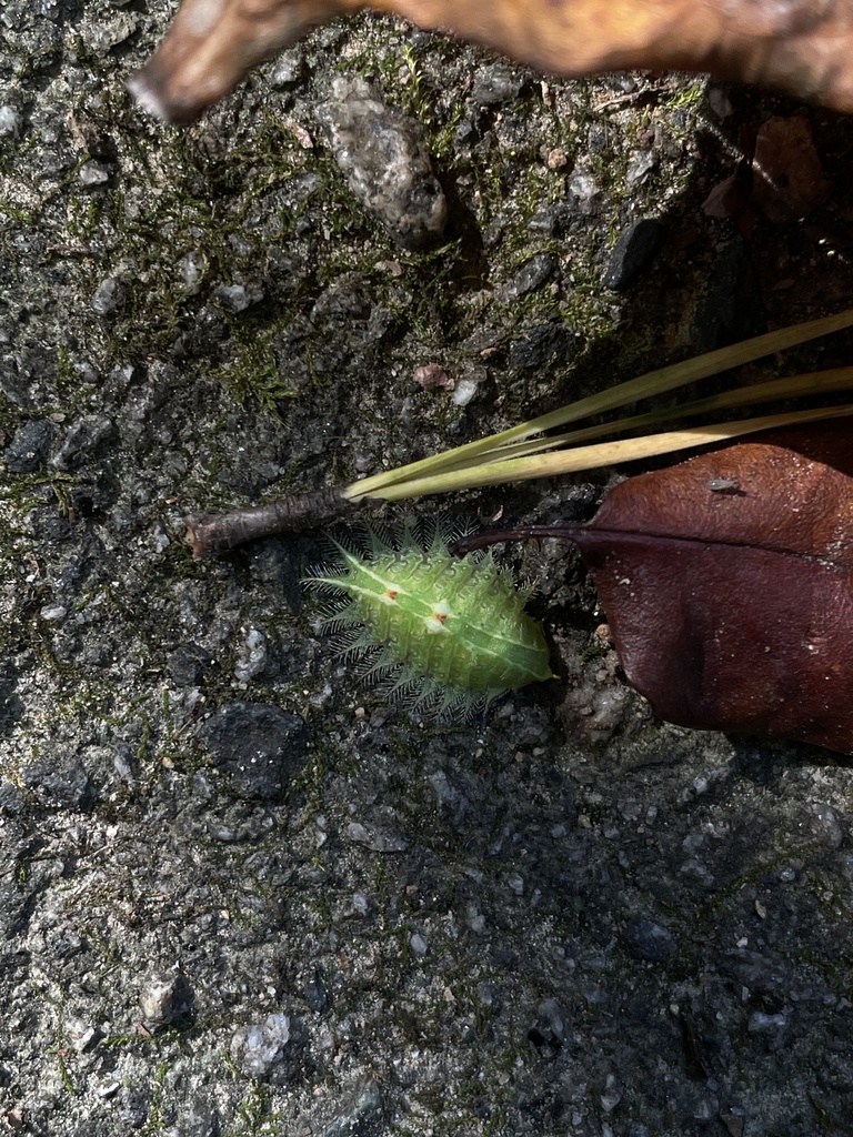 Crowned Slug Moth from S Columbia St, Chapel Hill, NC, US on October 19 ...