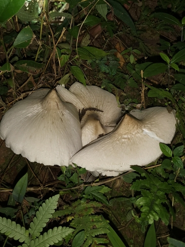 Termitomyces medius · iNaturalist