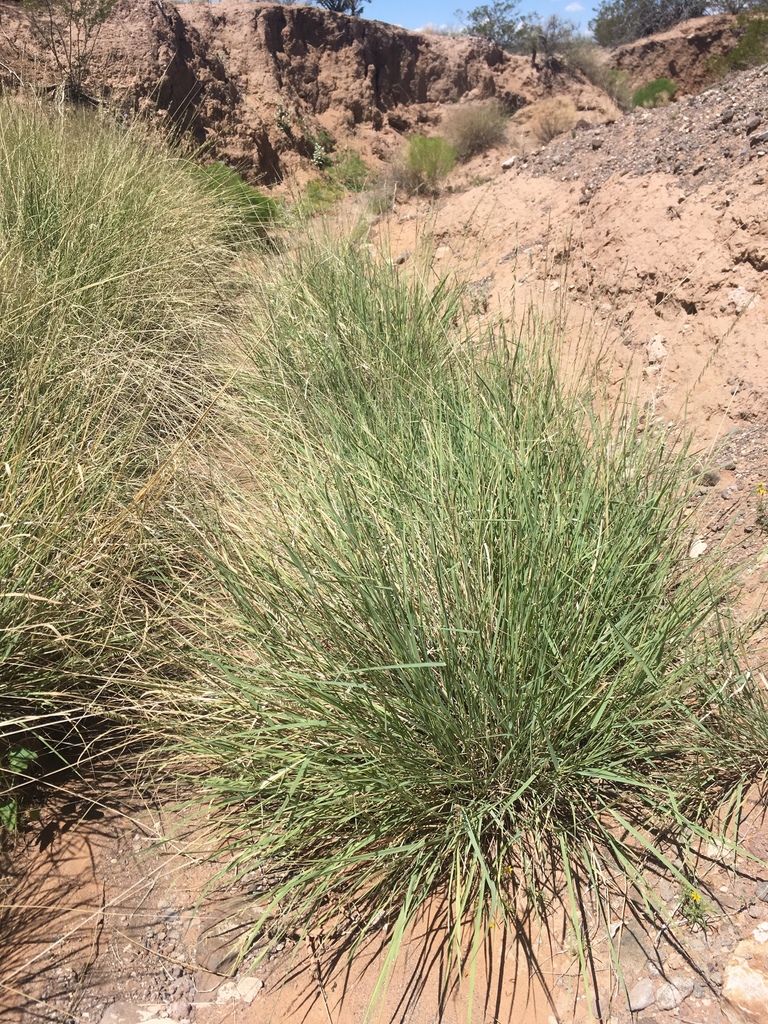 Sideoats Grama from Doña Ana County, US-NM, US on August 26, 2018 at 12 ...