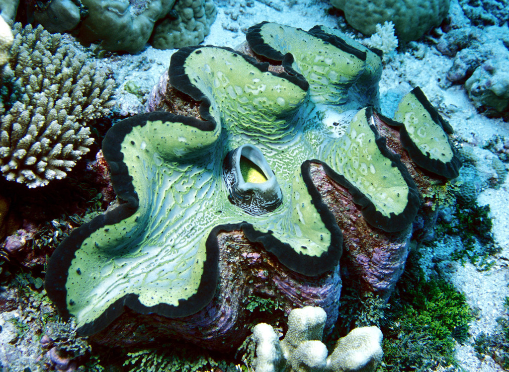 Gigas Giant Clam in October 2003 by uwkwaj · iNaturalist