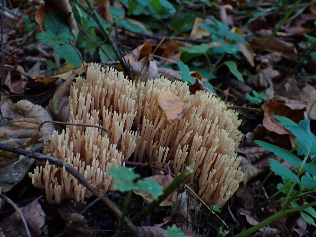 Upright Coral Fungus from Erdmannhausen, Deutschland on October 17 ...
