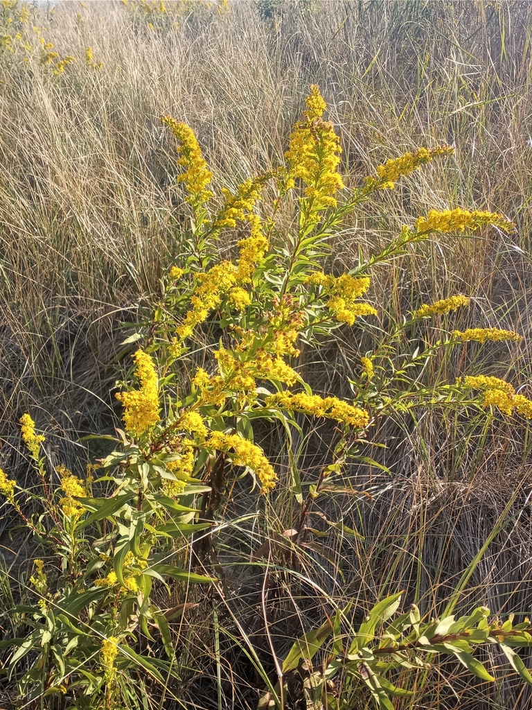 northern seaside goldenrod from Ocean City, MD 21842, USA on October 19 ...