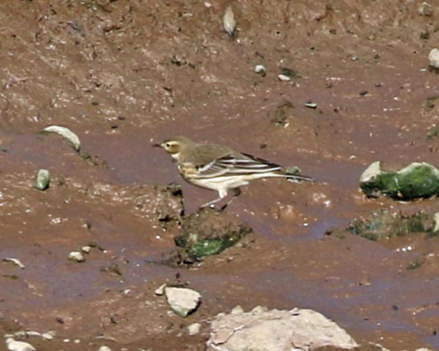 American Pipit from Sahuarita, AZ, USA on October 17, 2022 at 10:16 AM ...