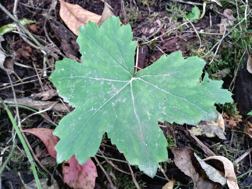 Broad-leaf Waterleaf from Enola, PA, USA on October 19, 2022 at 12:58 ...