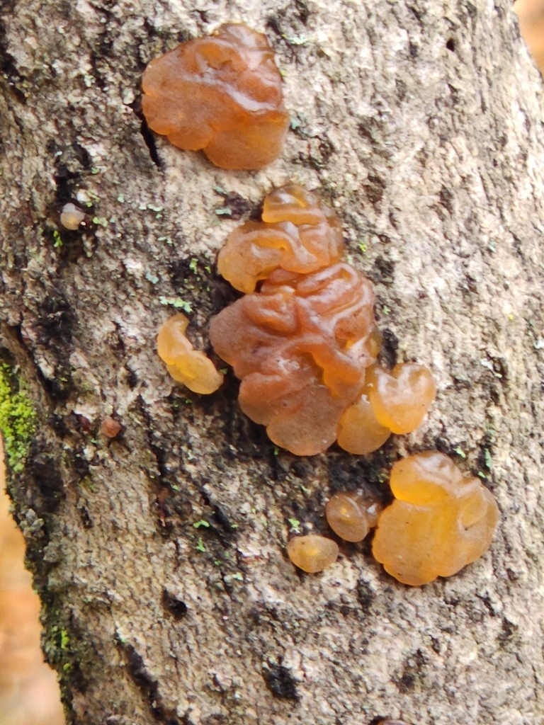 Fungi Including Lichens from St. Joseph County, US-IN, US on October 19 ...
