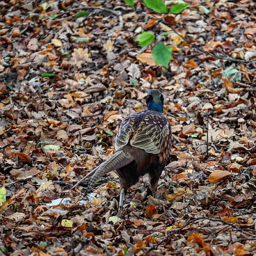 Ring-necked Pheasant from Middelfart on October 13, 2022 at 01:38 PM by ...