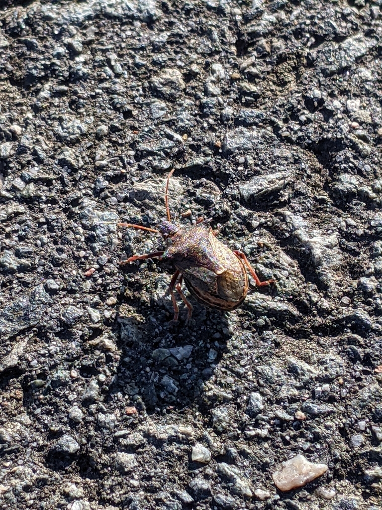 Spiny Shield Bug from Borgfeld, 28357 Bremen, Germany on October 09 ...