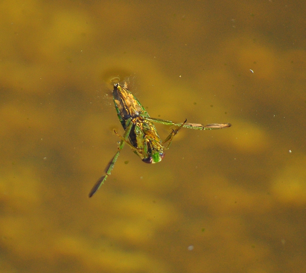 Greater Water Boatman from 92536 Pfreimd, Deutschland on October 19 ...